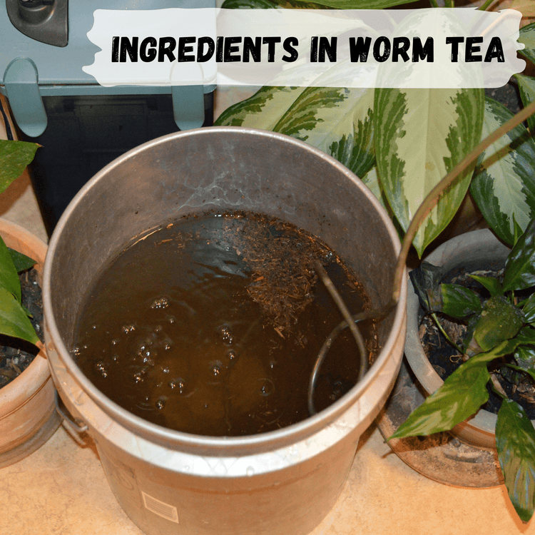 Ingredients in Worm Tea – WormBucket