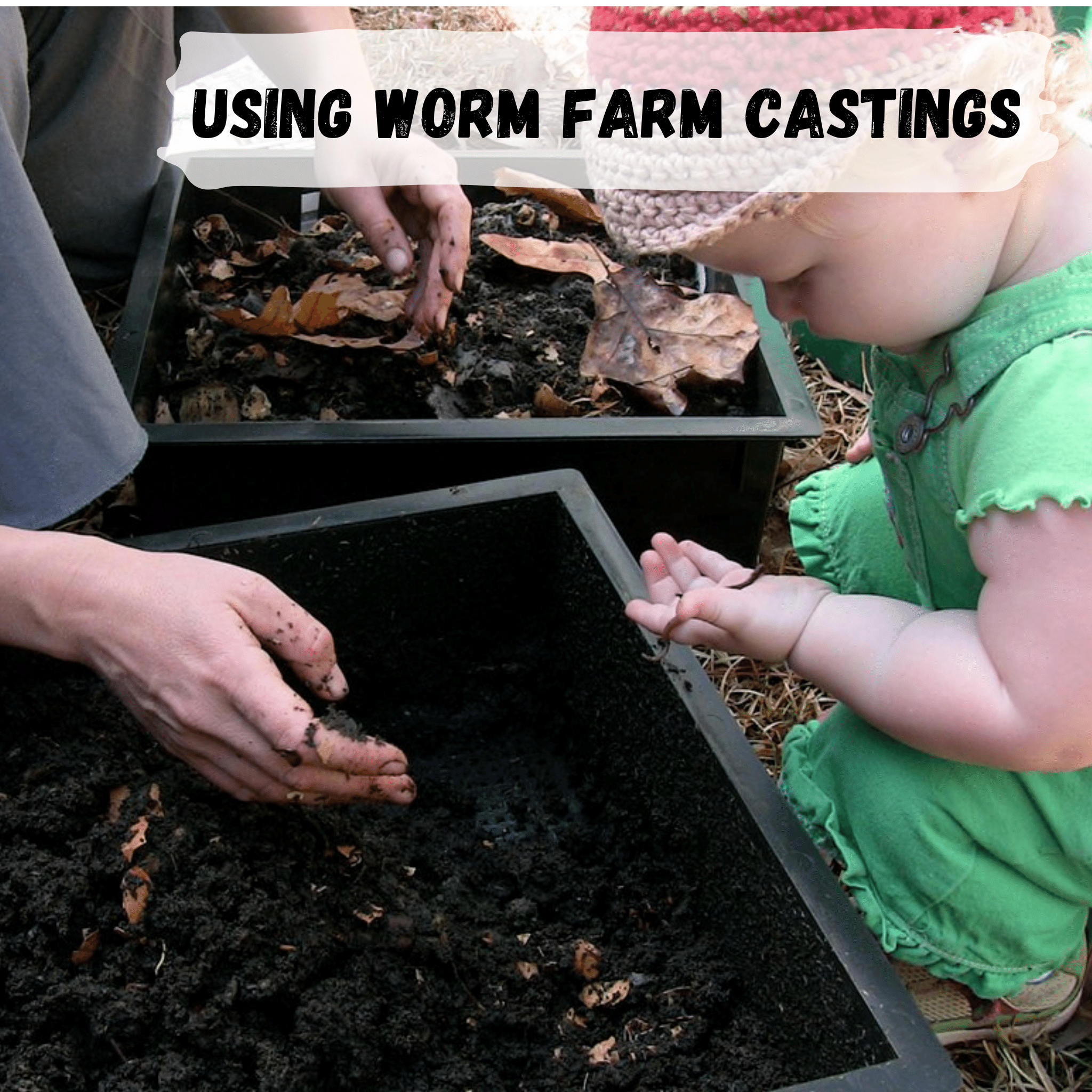 Using worm farm castings – WormBucket