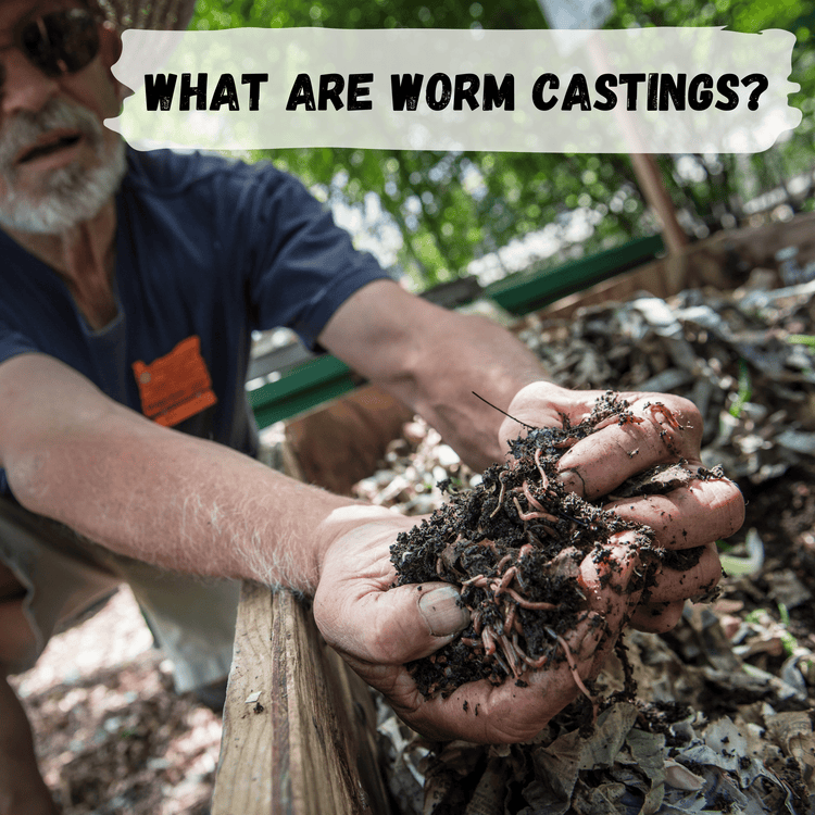 What are worm castings? – WormBucket